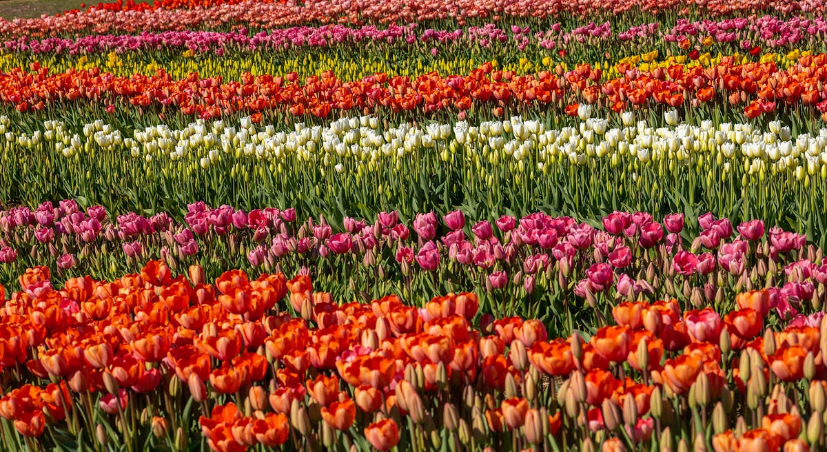 Spring Tulip Festival Was a Success in New Hampshire | by Bruce Coulter ...