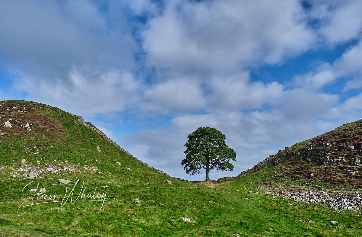 Mind The Gap. The day a fallen UK Sycamore Tree… | by Simon Whaley ...
