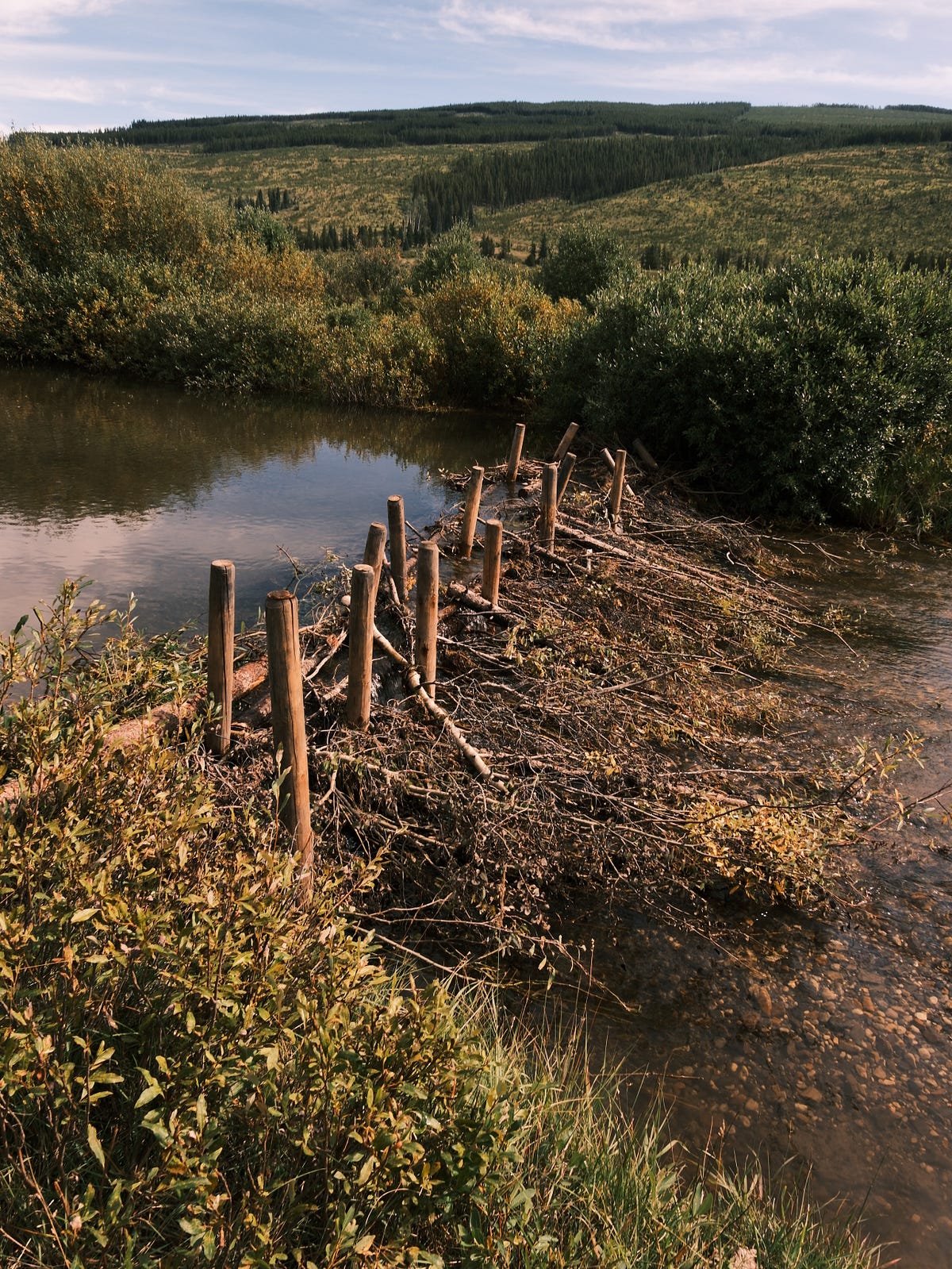 How low-tech process-based restoration helps native trout | by Alberta's Native Trout | Jul ...