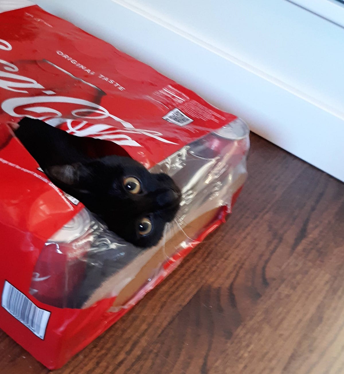 Dear Cats:. I know that you know I’m awake and I’m… | by Molly Graf ...