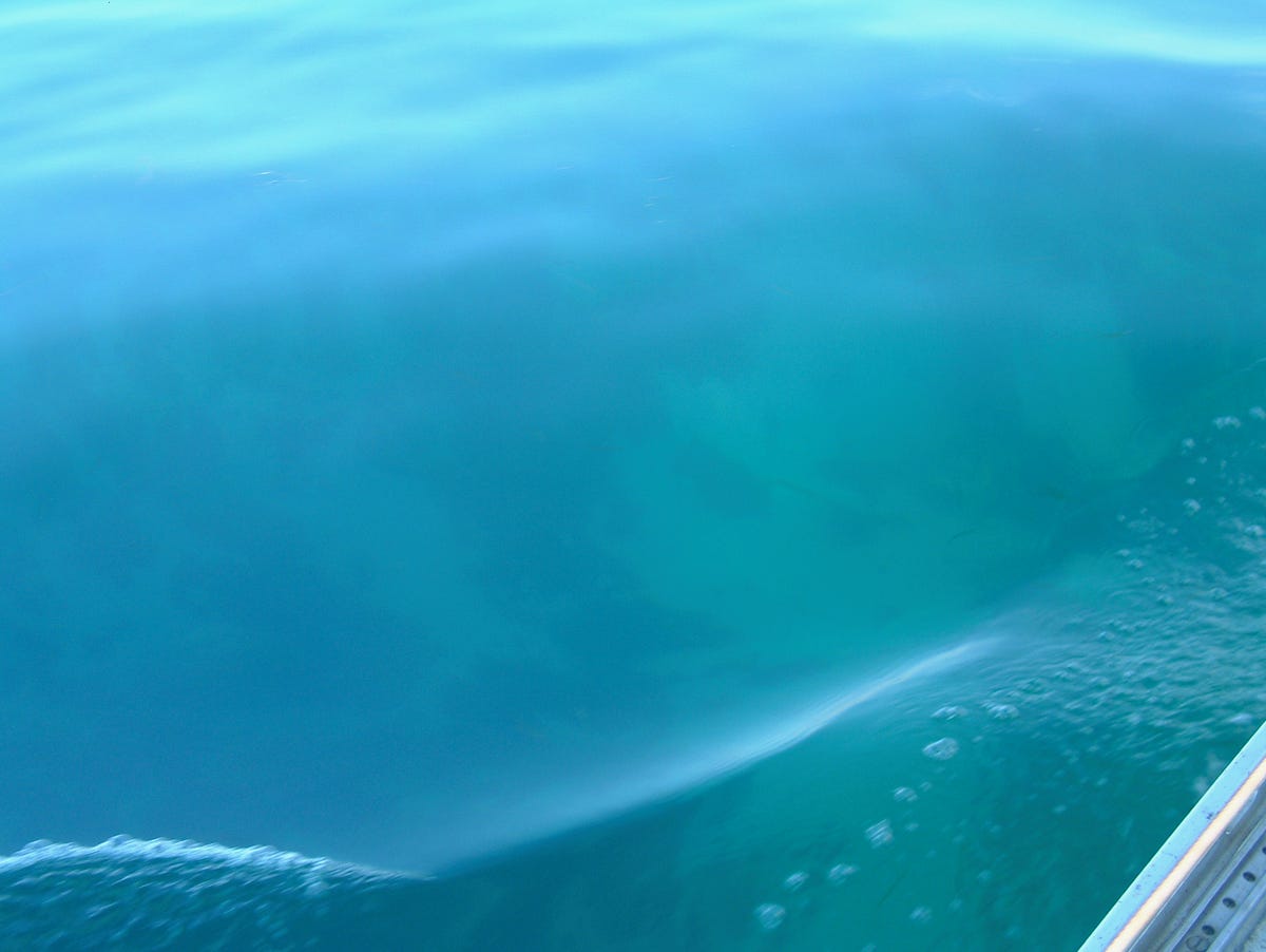 Stingaree Bay: Chapter 21. Into the Blue | by Steve Fendt | Serial ...