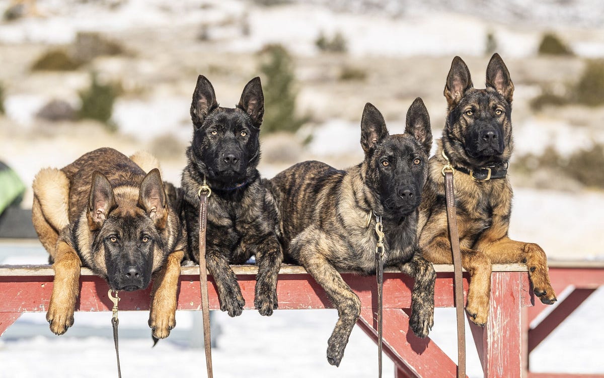 A Dog Is Not Your Shield. Don’t rely on a dog to protect you from… | by ...