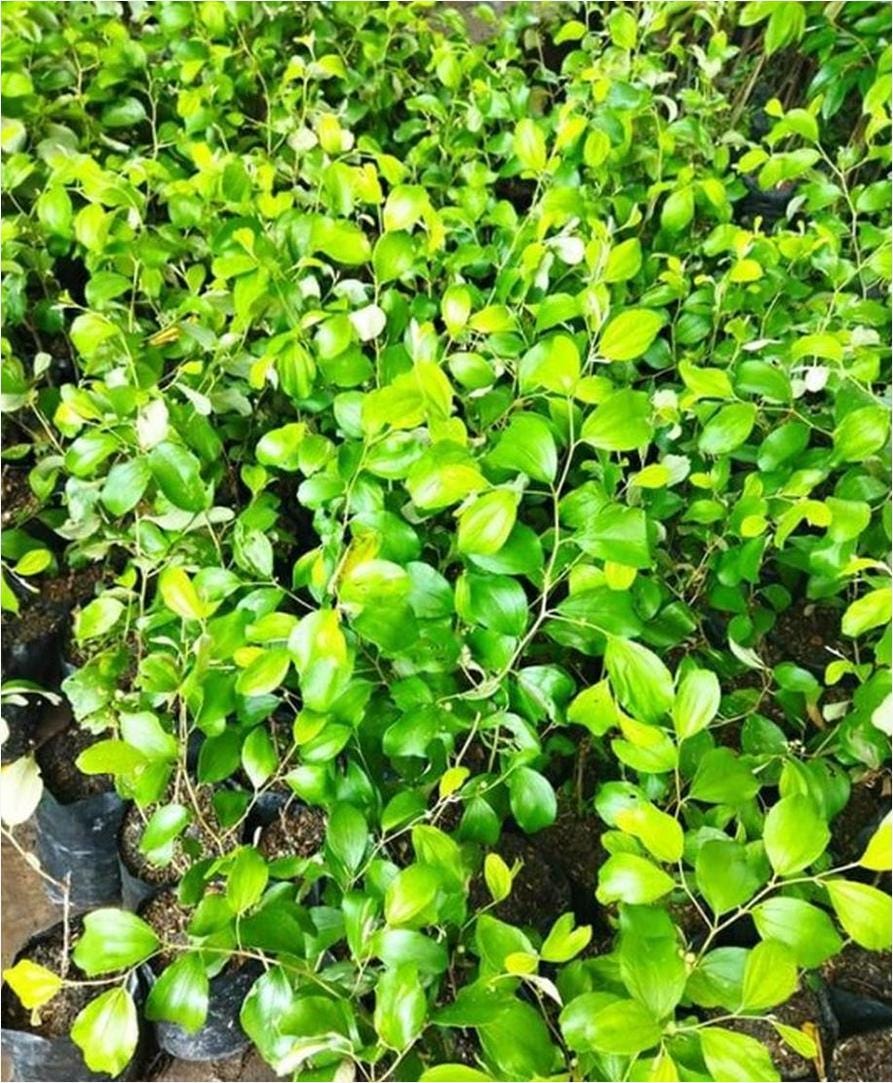 Bibit Apel Futsa Tanaman Buah India Putsa 3 Bisa Masuk 1Kg Cianjur ...