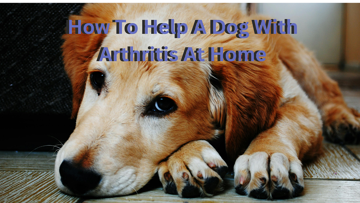 How To Help A Dog With Arthritis At Home | by CoolOne | Apr, 2024 | Medium