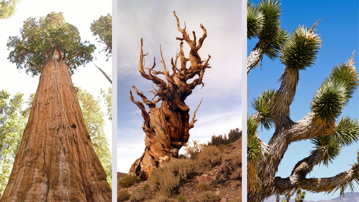 The Oldest Living Things on Earth | by Healthifashion | Nov, 2023 | Medium