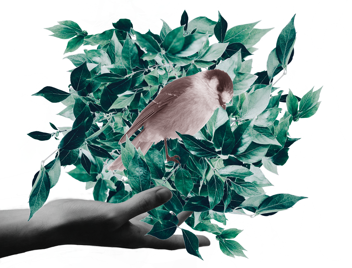 A Bird in the Hand. A Poem | by Andrea Blythe | Scribe | Medium