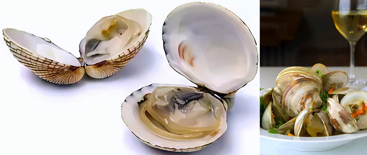 Pearls Without the Gem: The Timeless Allure of the Venus Shell | by ...