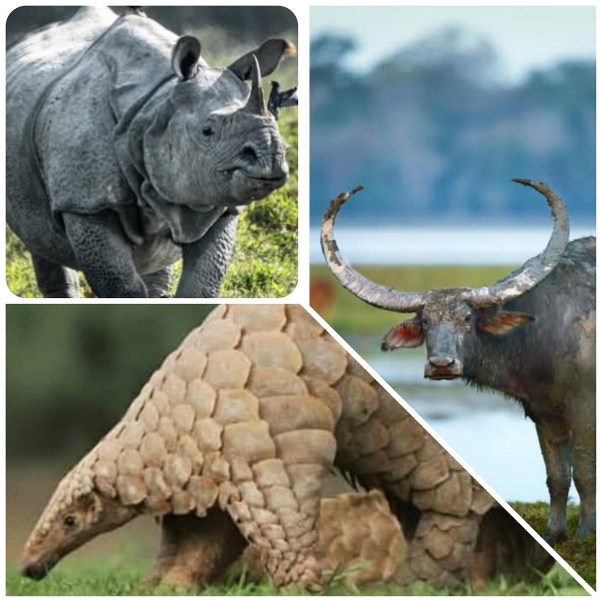 Kaziranga National Park: A Heaven for Wildlife | by Bipra Dey | Apr, 2025 | Medium
