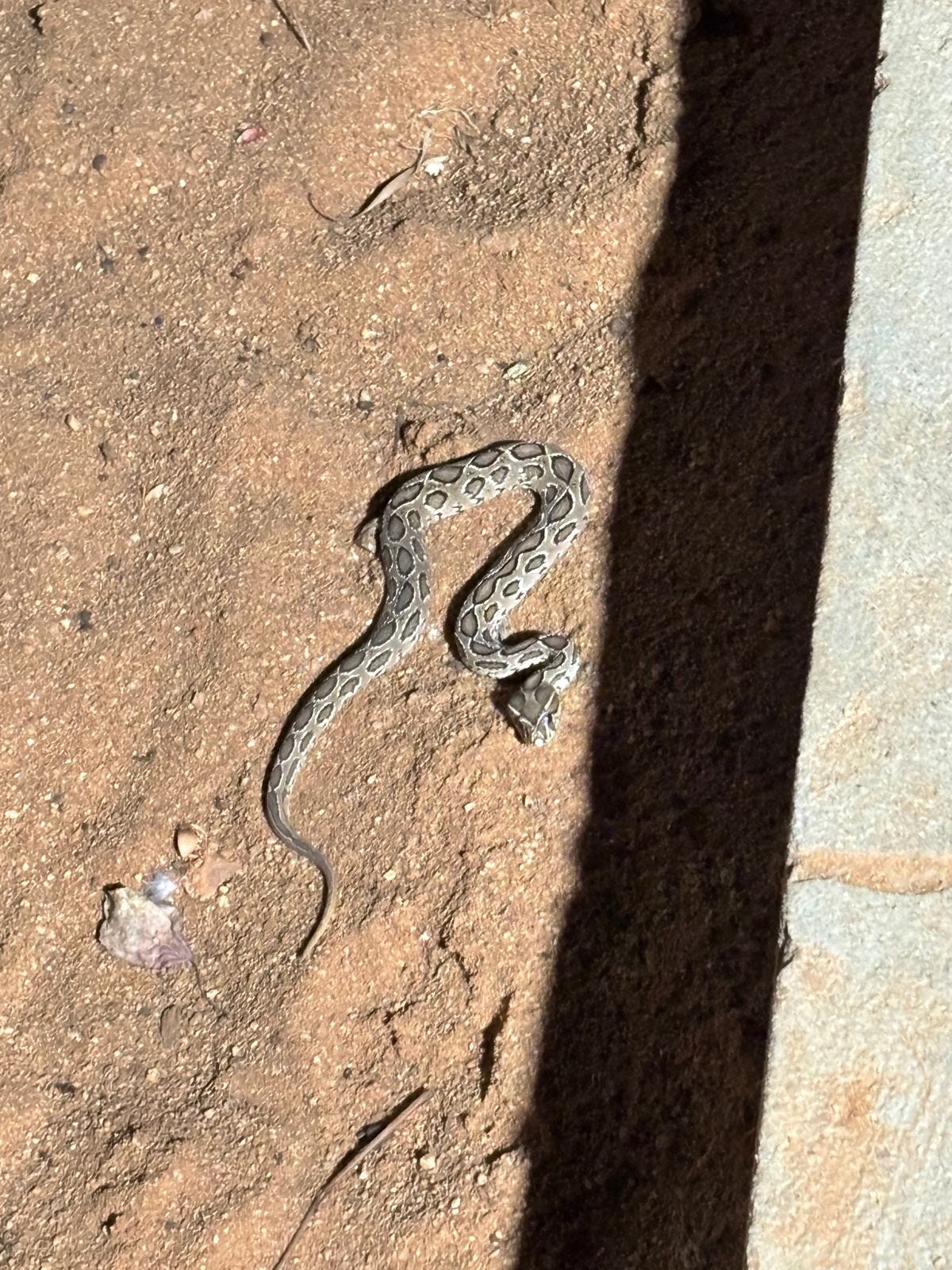A viper’s revisit to its once homeland. | by Sridhara Murthy | Sep ...