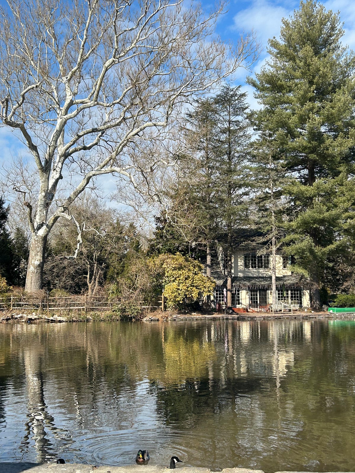 Duck Photobomb: iPhone Pond Shot Becomes Photography Fail | Medium