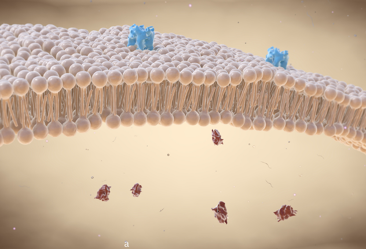 Medical Membrane Market Report: Opportunities and Challenges (2023–2032 ...
