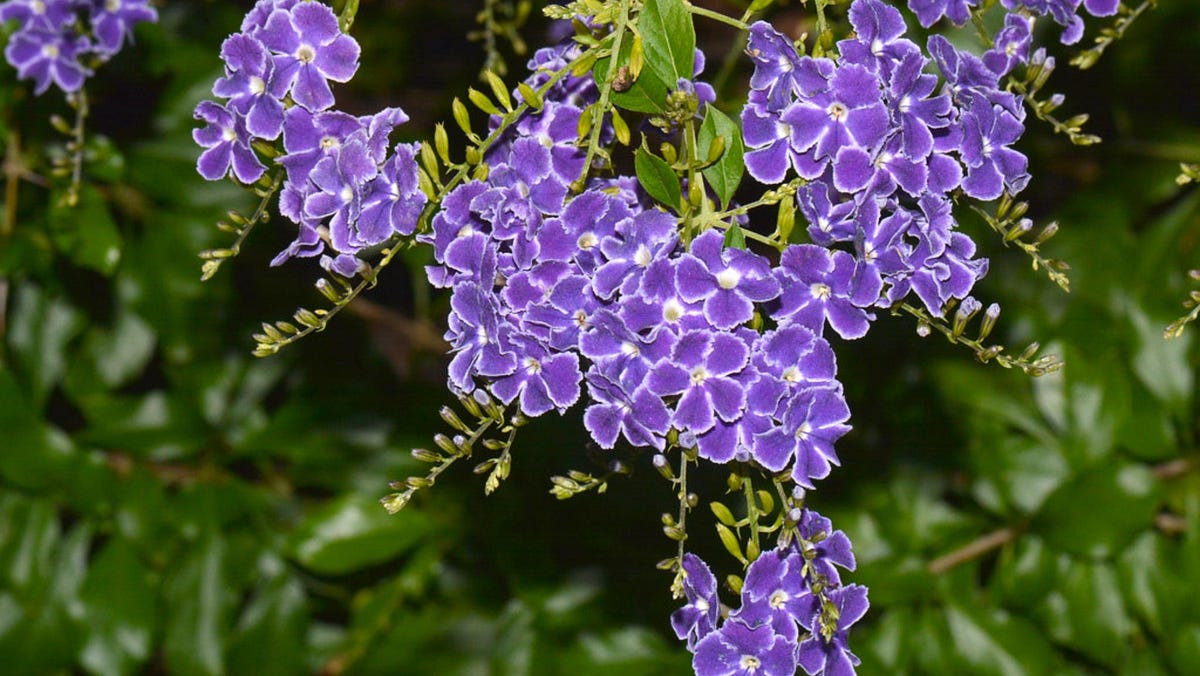 Las 8 especies de plantas que mejor funcionan en Jardines Verticales ...