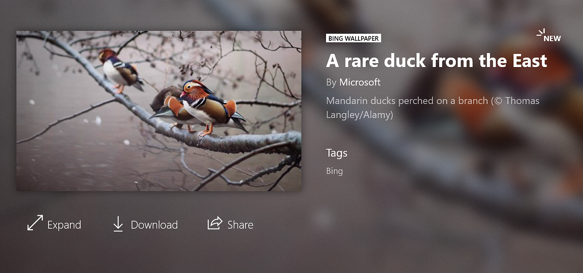 Bing Wallpapers of the Day arrive on WallpaperHub.app | by Michael ...