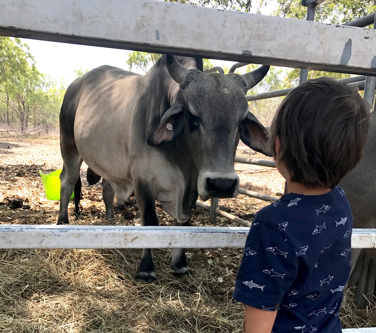 The Boy, the Bull, and a Dozen Frightened Cowboys | by Matt Middleton ...