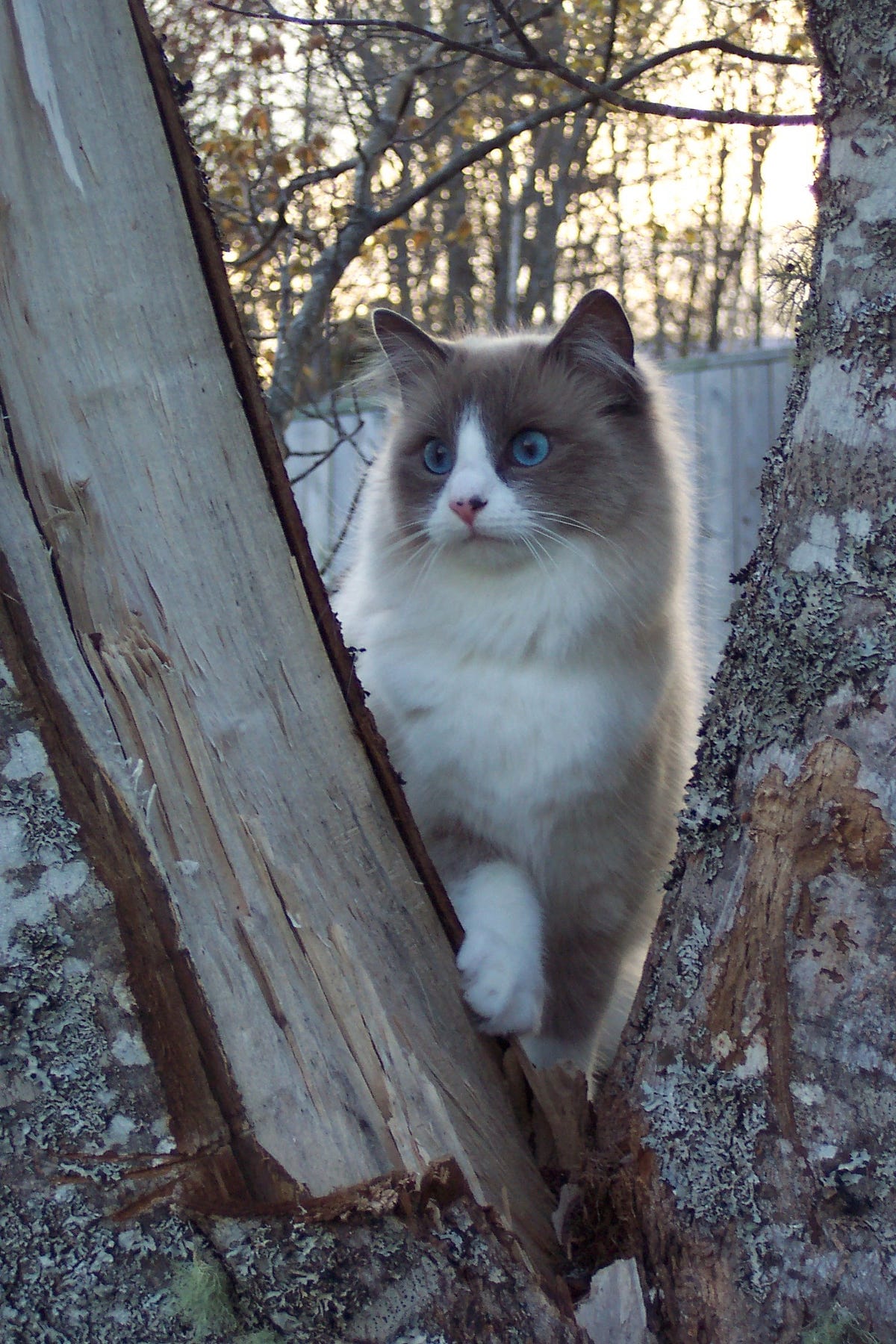 Zoe: Instakitty, Princess, Family (2001–2016) | by Myles McNutt | Medium