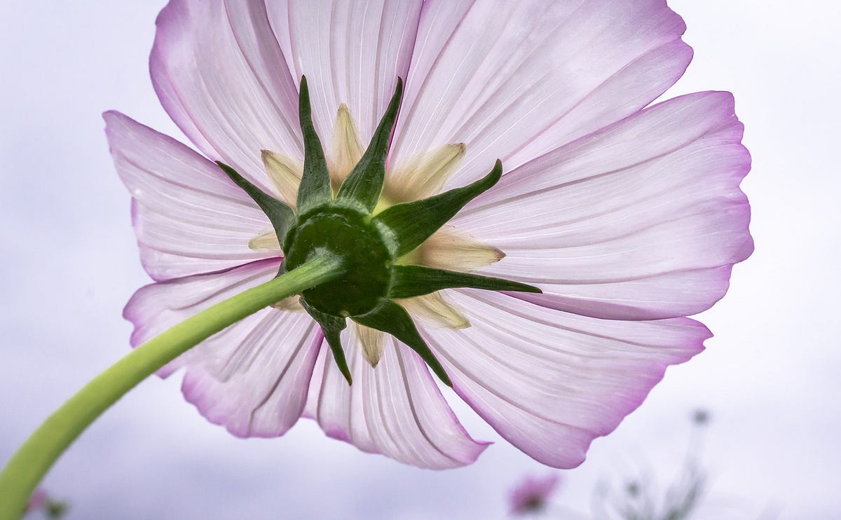 A cosmos コスモス— a Haiku. 13 of Haiku 100, with Japanese… | by Mai ...