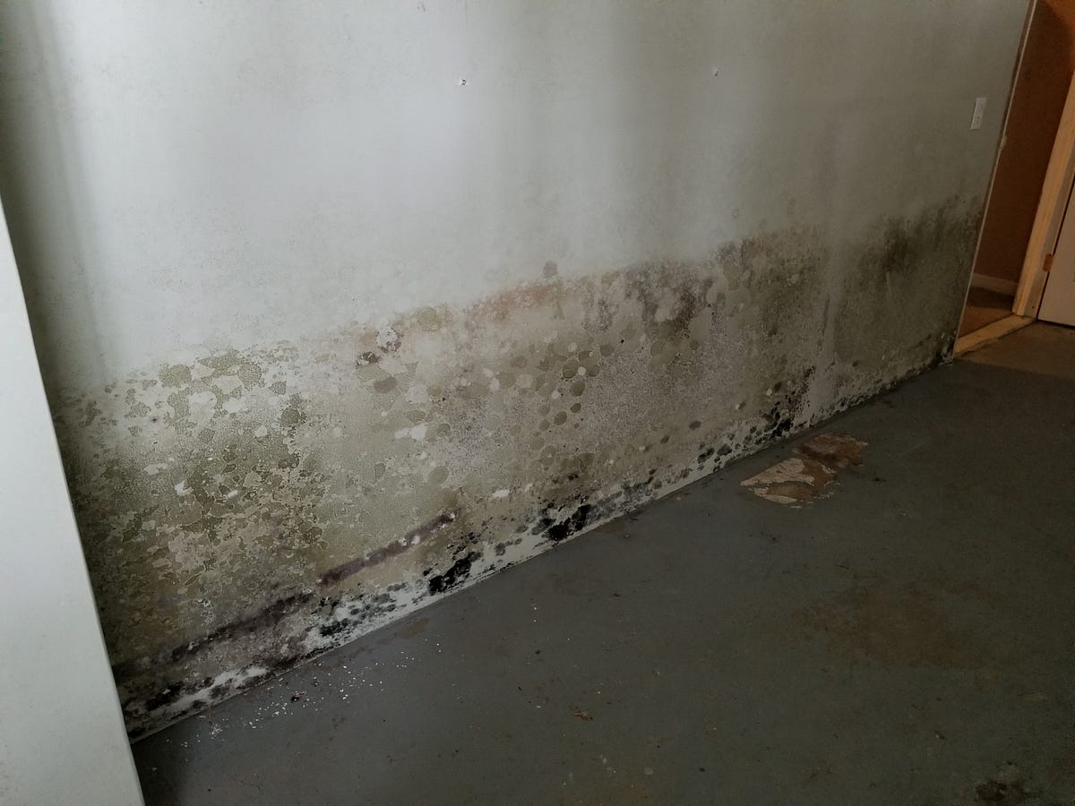 A Comprehensive Guide To Mold Air Quality Testing | by Amero ...