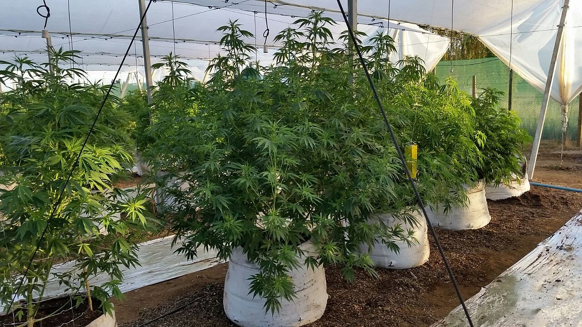 AusCann May Be Onto A Medical Cannabis Game Changer | by Aussie Small ...