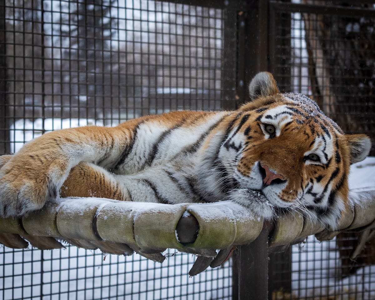 Wildlife Tourism to Avoid | by Edgar Cavazos | theBlin