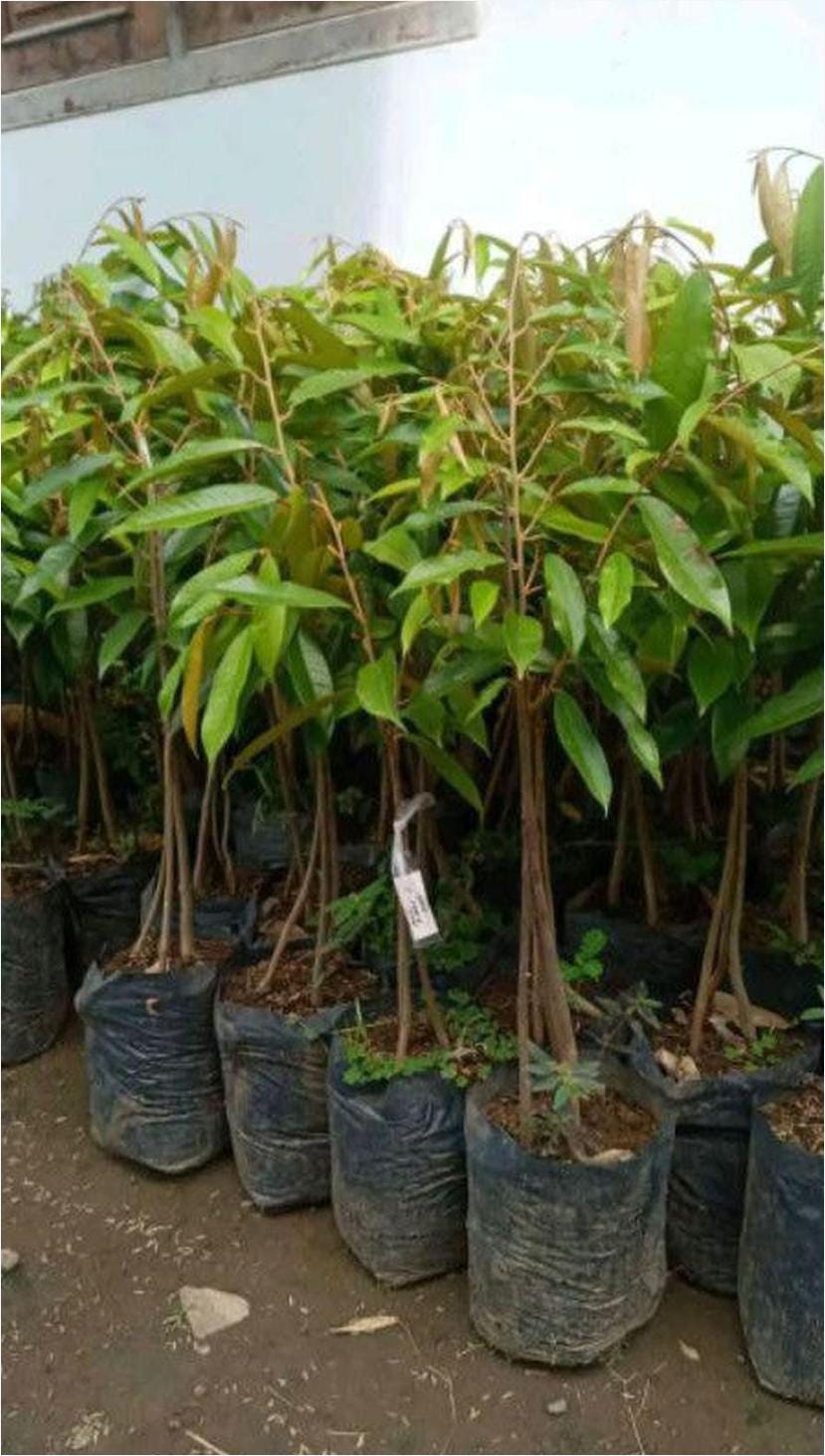 Bibit Durian Duri Hitam Super Magelang Terunggul | by pradipa bibit | Medium