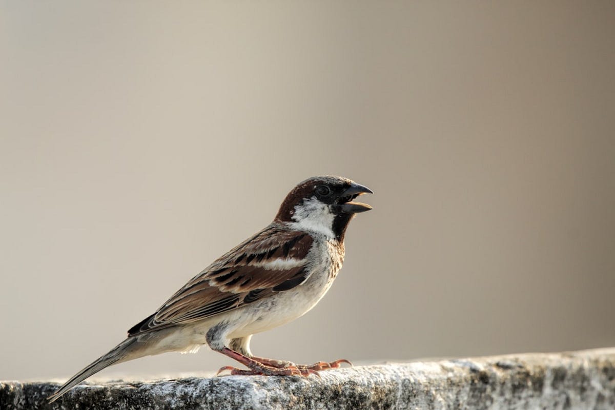 Are we Killing House Sparrows?🐣. Reasons for Decline in the Number of ...