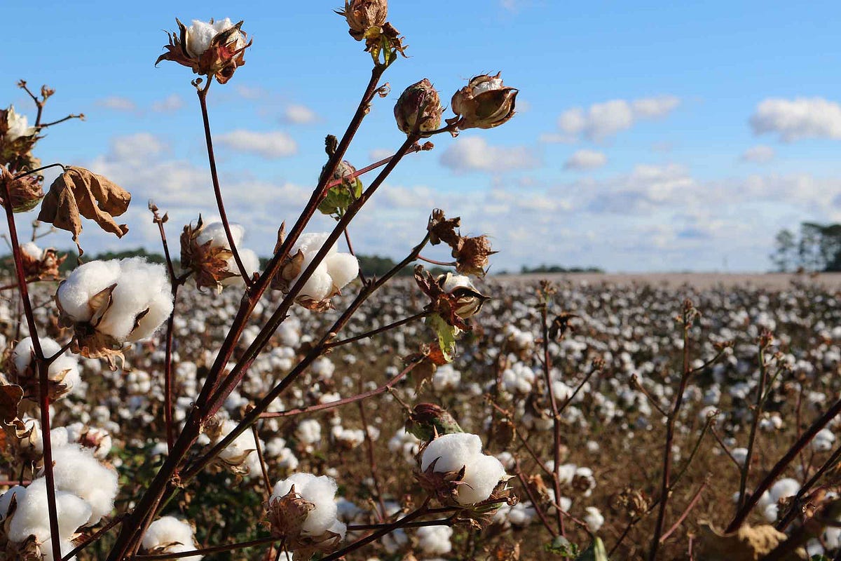 Organic Cotton 101. Organic cotton | by Klas Kristiansson | Medium