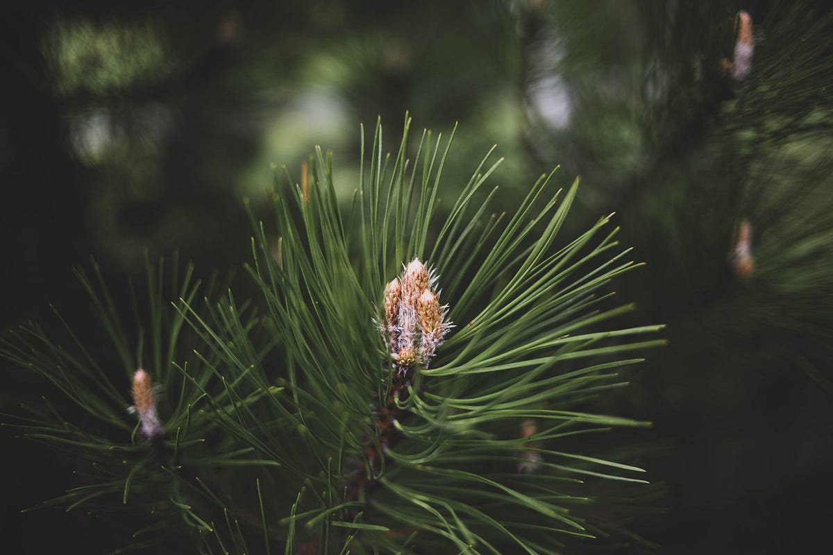 Working With Arrays And Structs In Bigquery By Christianlauer Codex Medium