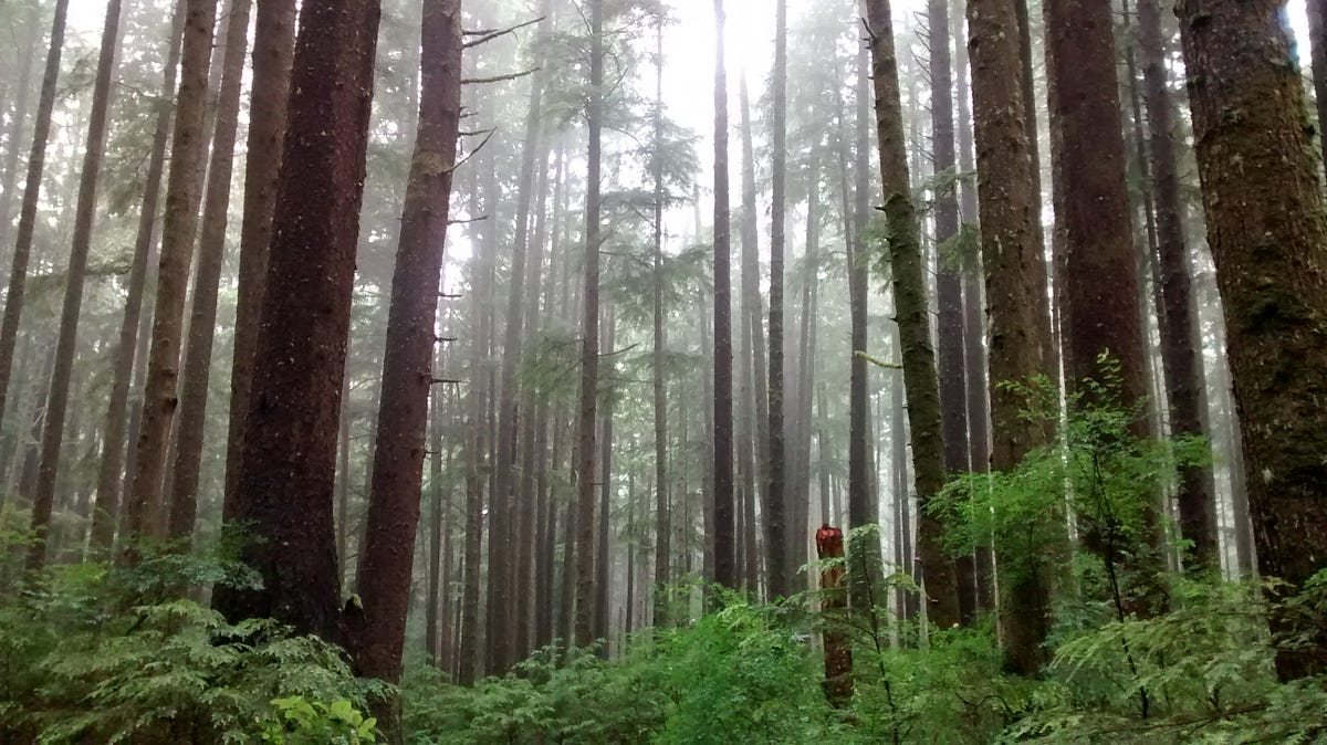 Tree Count. Discovering Human Dreams in the Forest | by Eric Carlson ...