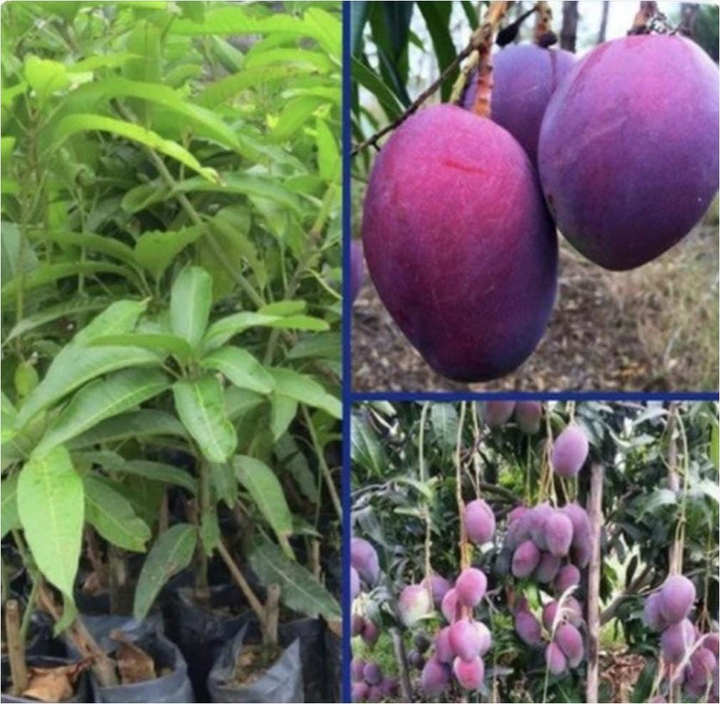 Bibit Mangga Irwin Tanaman Erwin Ungu Australia Kota Pekalongan | by ...