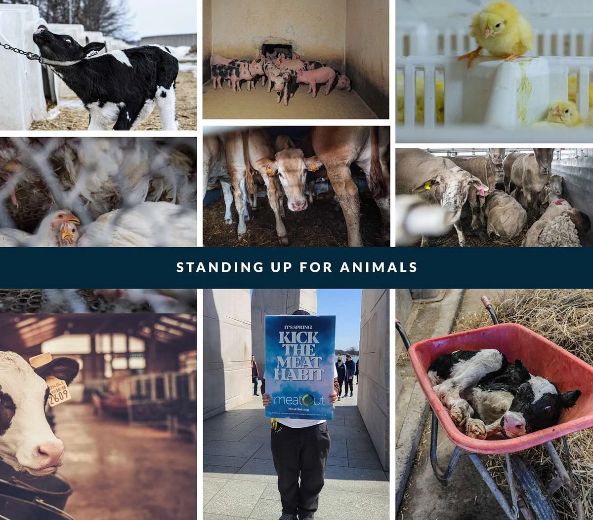Understanding the Critical Factory Farm Issues Impacting Our Food ...