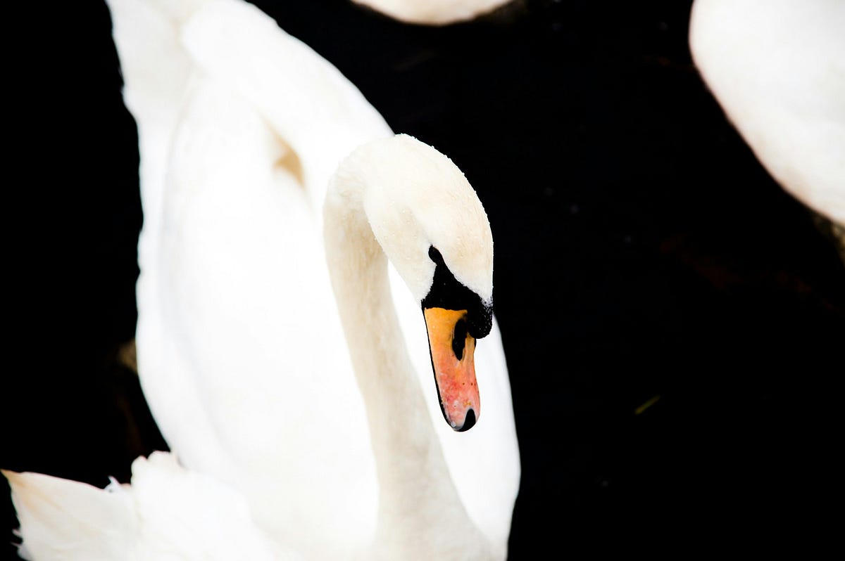 Please Behead Me or How To Be Antifragile | by Vanessa Glau | Medium