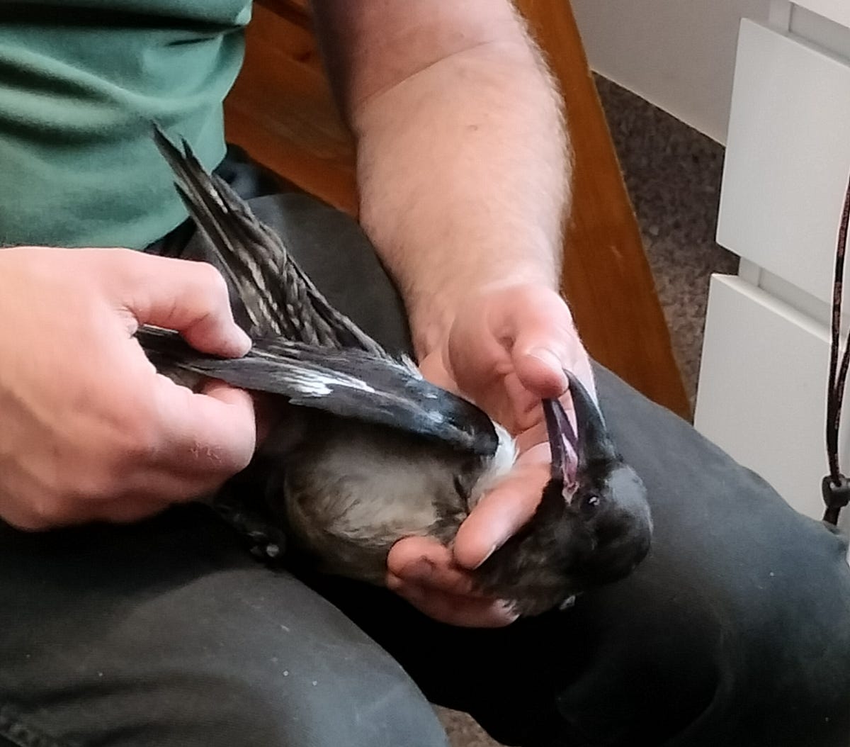 Freedom for crows. Releasing birds from wildlife recovery… | by Zuzanna ...