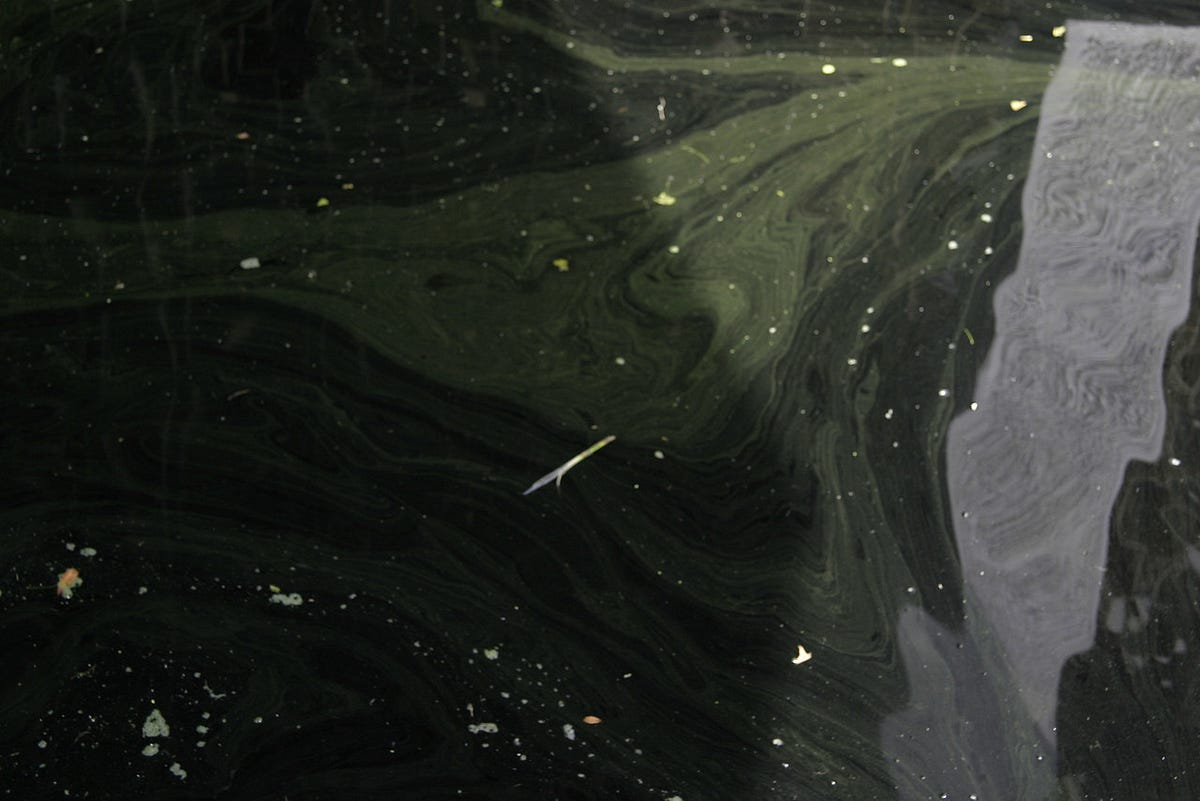Understanding Entropy. For Survival on Earth | by Amber Baylor | Medium