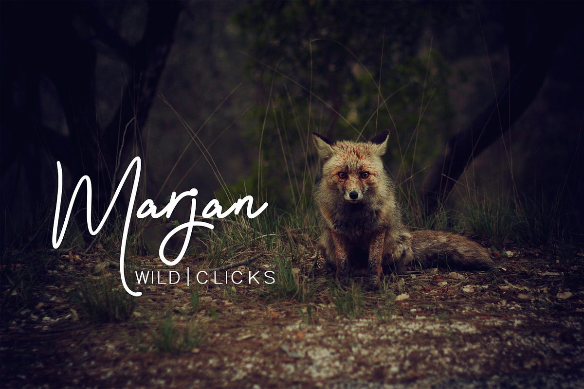 I Will Design Unique And Modern Signature Logo | by Salman Bin Jaffar ...