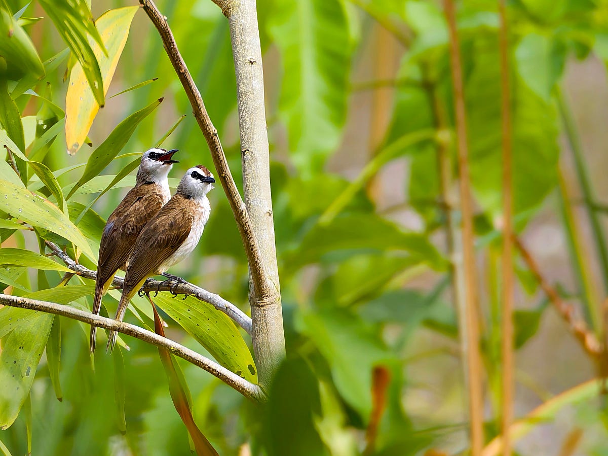 A Pair of Yellow-Vented Bulbuls. They’re More Common Than I Thought ...