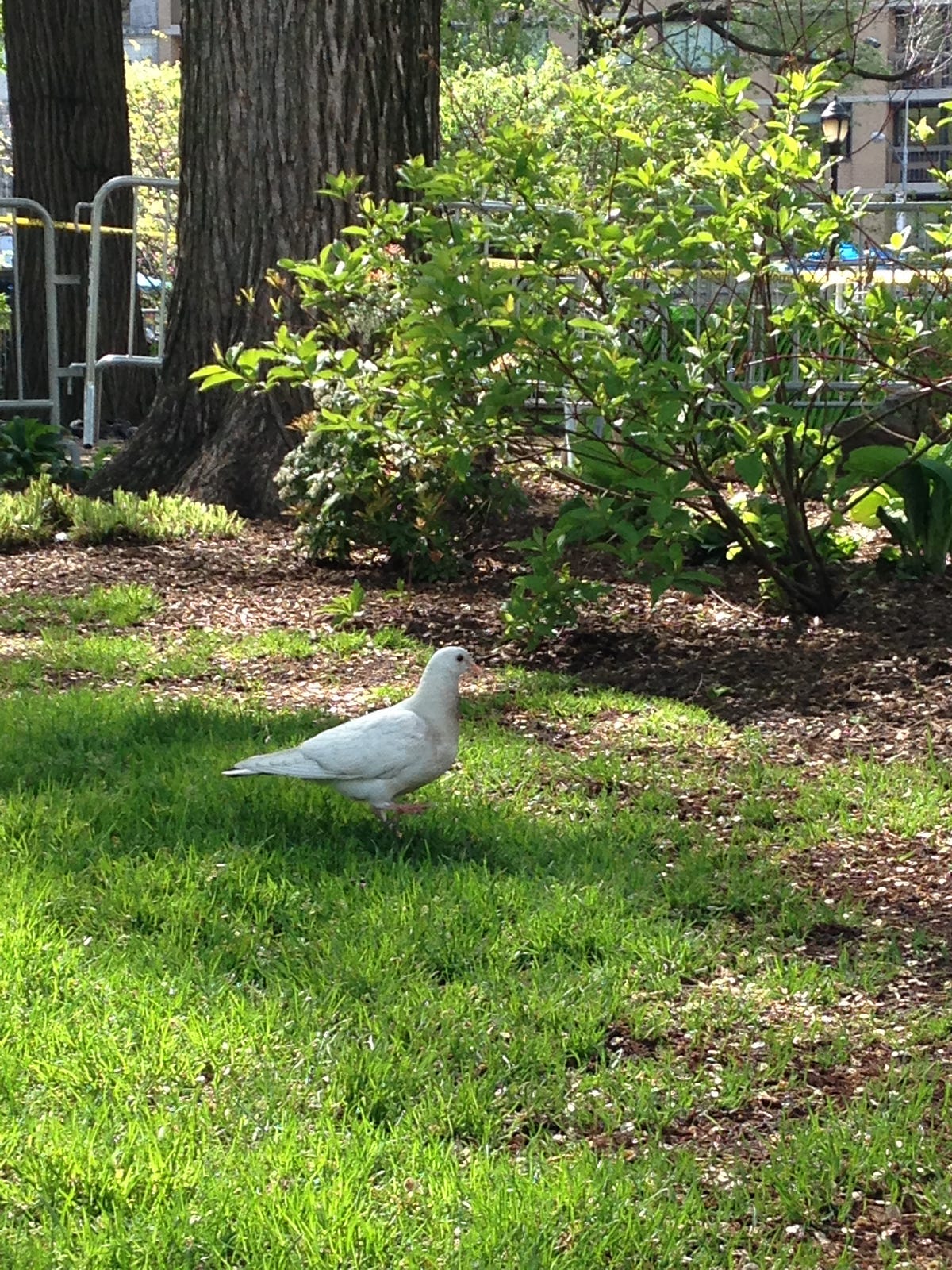 Hurt Bird. Sarah was sitting on dry scratchy paper… | by Beth Tolmach ...