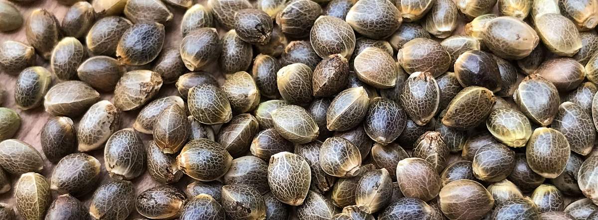 Cannabis Seed Storage: Preserving for Future Cultivation | by Happy ...