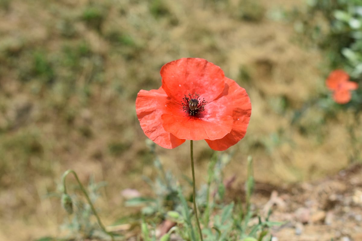 Red Poppy. A remembrance of those lost. | by Lloyd Duhon | Daily Colors ...