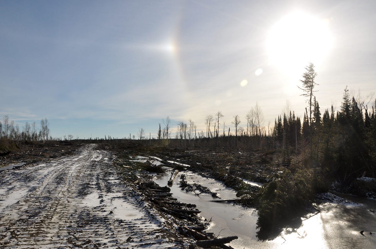 Why new logging roads in Quebec must be stopped | by Joshua Axelrod ...