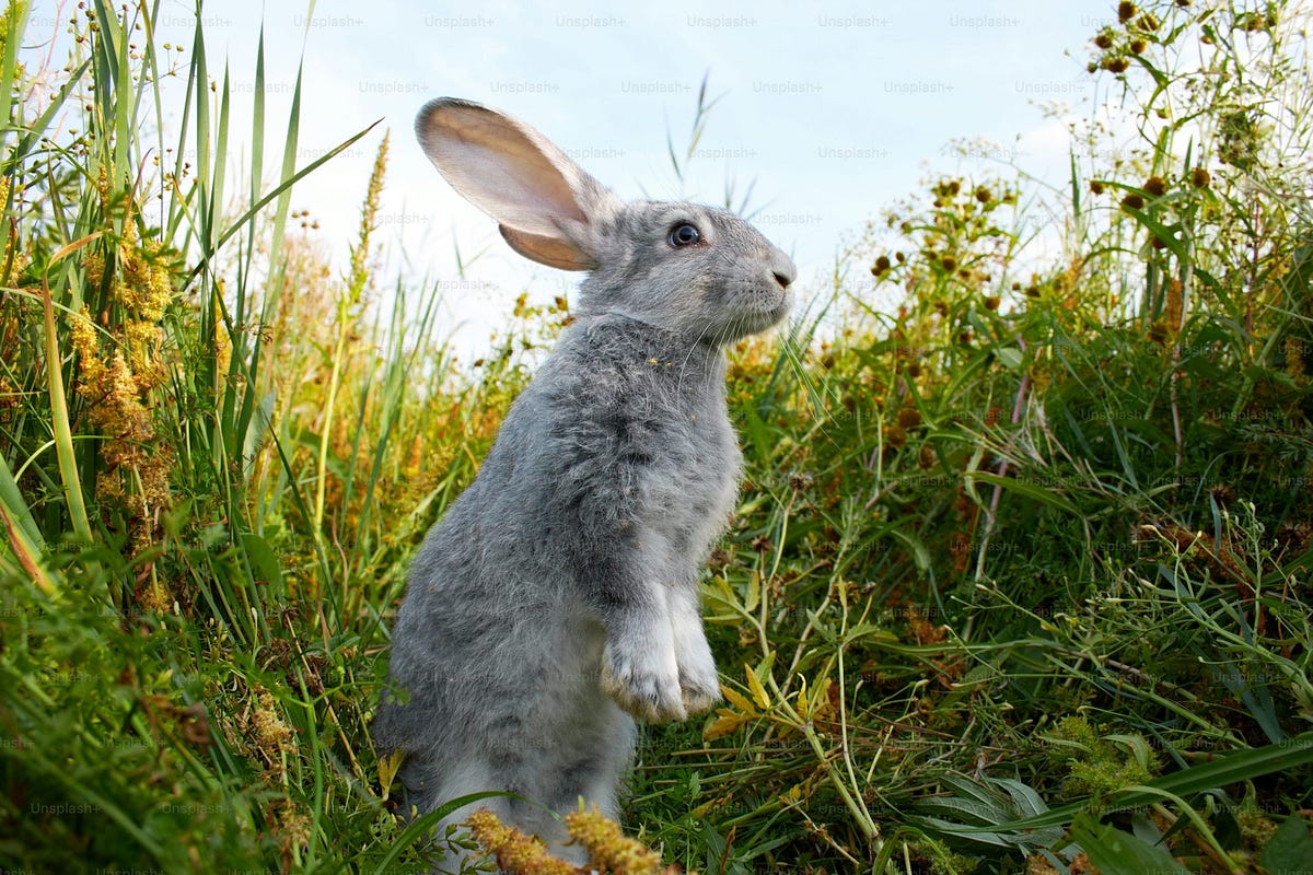 Why It Would Be Wise to Say “Rabbit Rabbit” Today | by Ashley Elizabeth ...