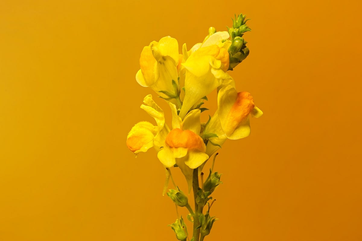 Flower Photography: Indoor Lighting | by Mark Overmars | Full Frame ...