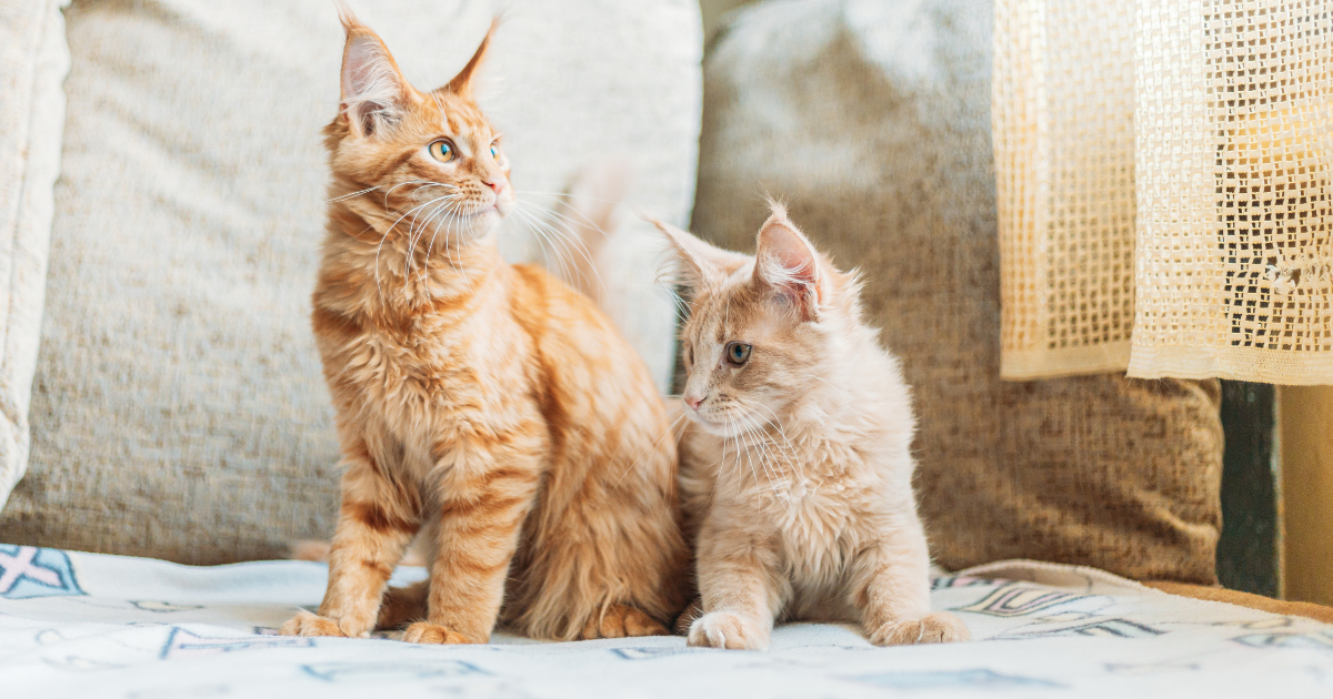 How to introduce a Maine Coon cat to it’s new home? | by I.Roskin | Medium