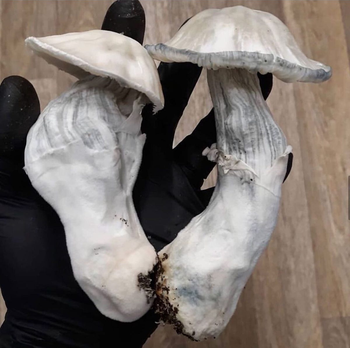 Mushroom ad Wow the Bruma magic mushroom have earned their popularity ...