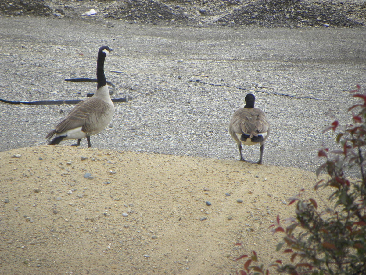 Champaign and Chicago Illinois. Here are some Canadian geese on the ...