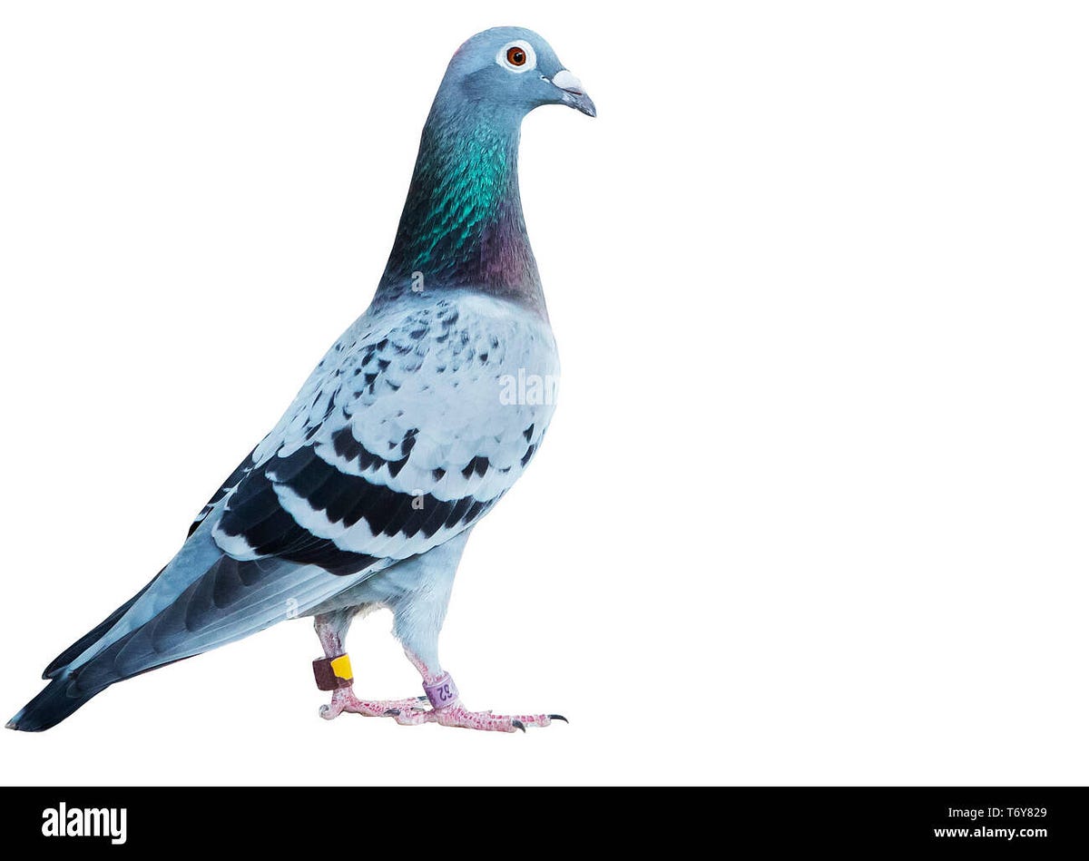 Sky sports champions: Racing pigeons | by Haseeb Khan | Oct, 2024 | Medium