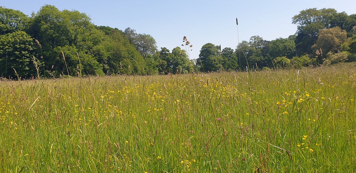 Week Note Friday 23 June. Overarching Feeling | by Caroline Burrage ...