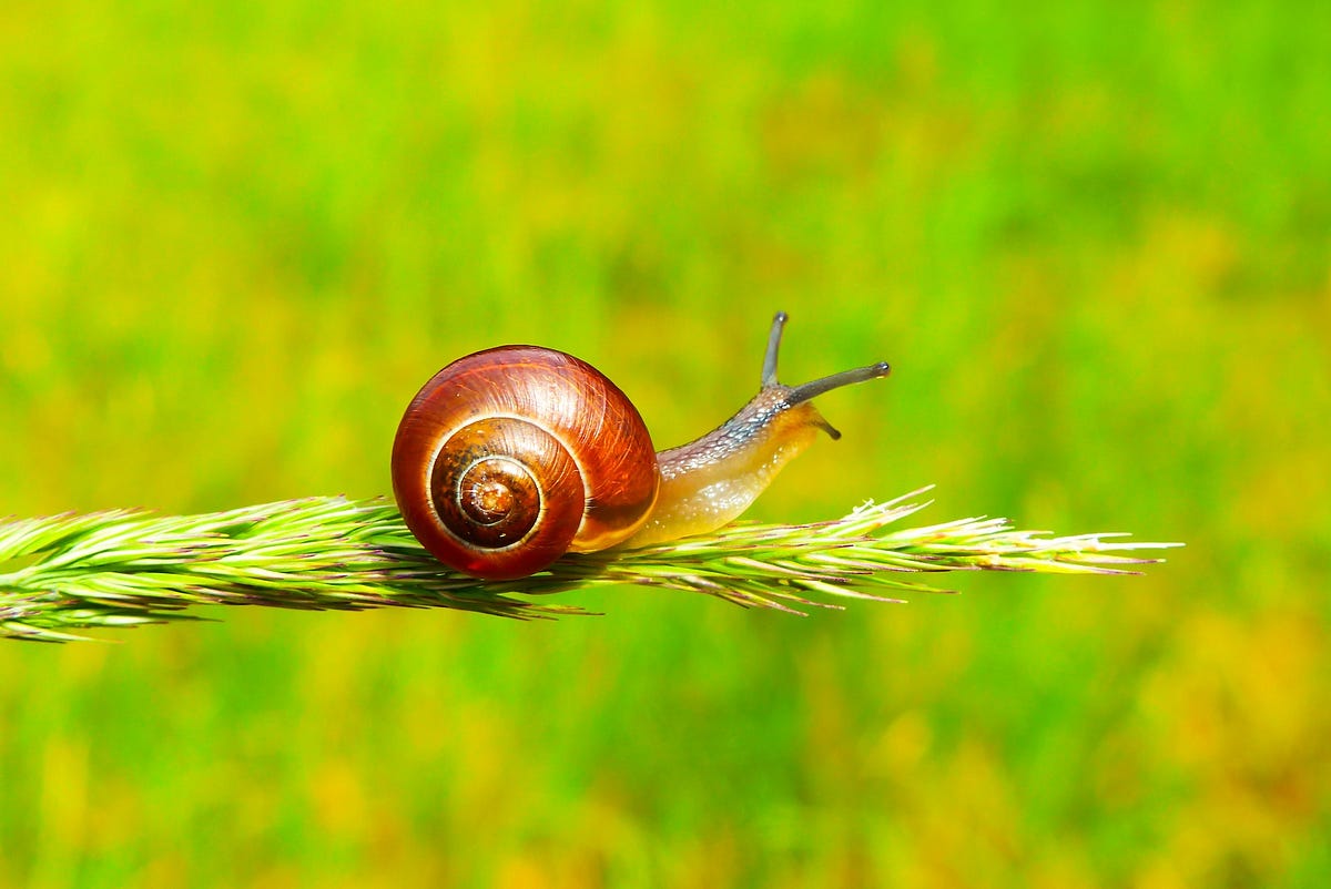 Adopter la « Slow Life » ? Why not ?!!! | by Romain Pillard | Medium