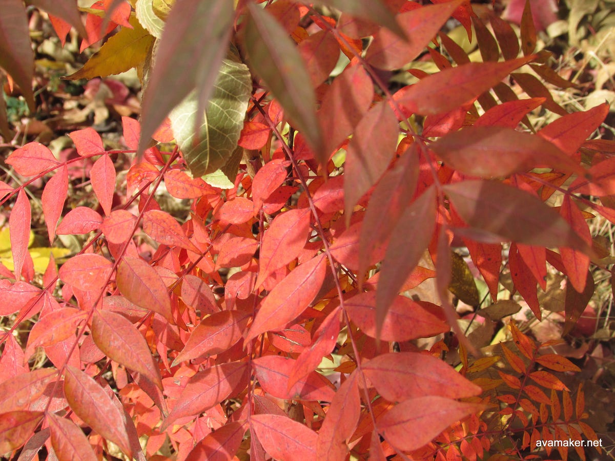Multicolored Leaves drops foliage softly windblown… Down passages of my ...