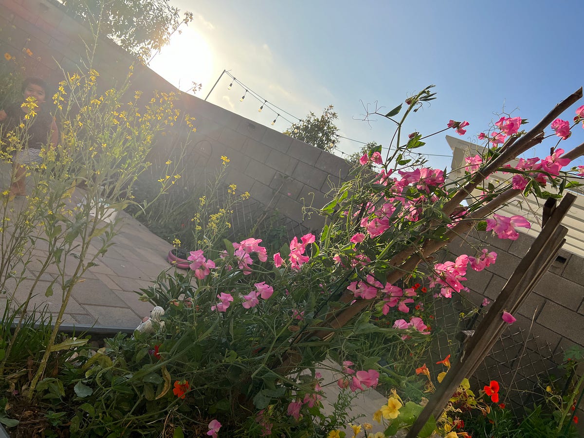 Flower Therapy. Flowers for wellbeing | by Dr. Seema Patel (PhD ...