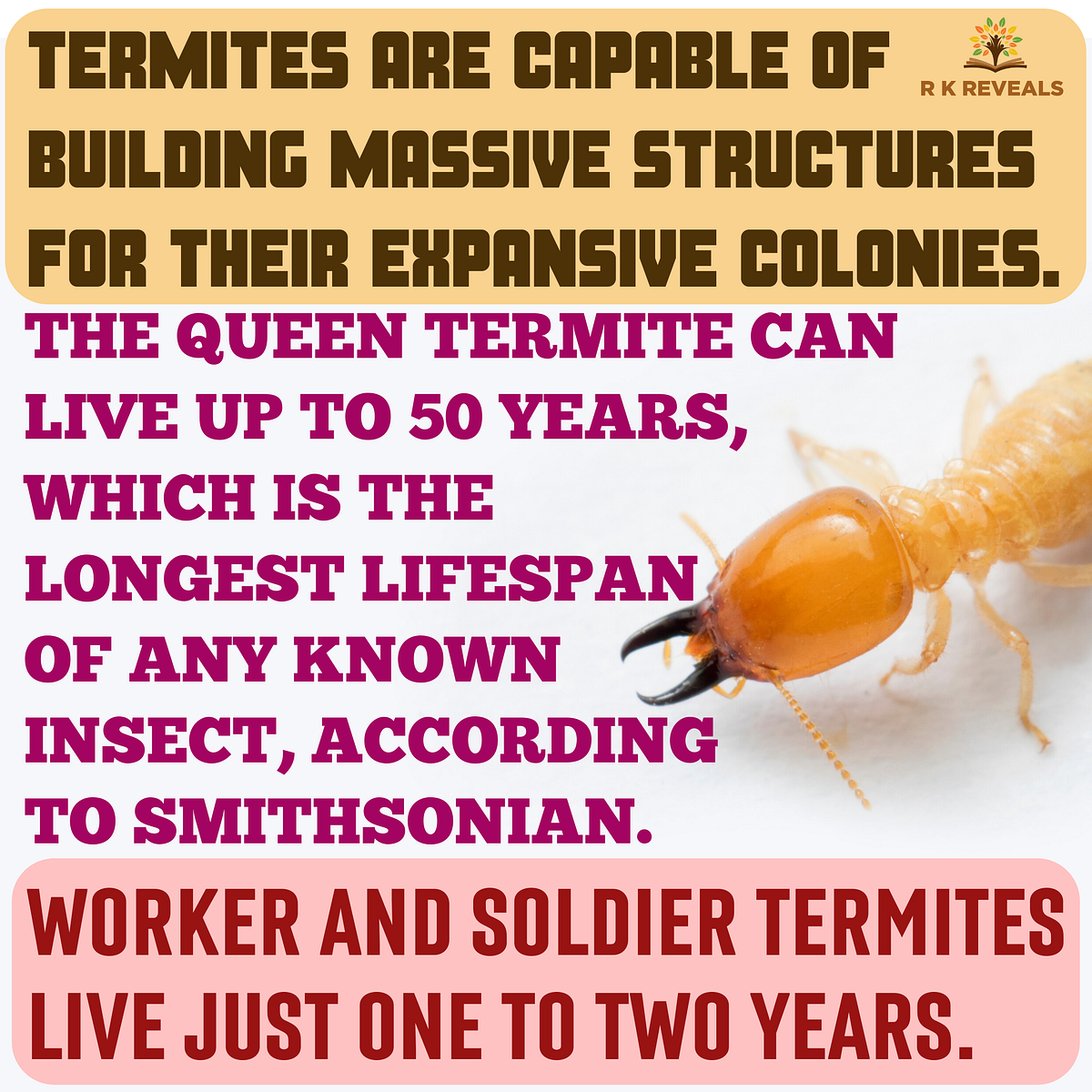 Fact about Termites | by R K Reveals | Medium